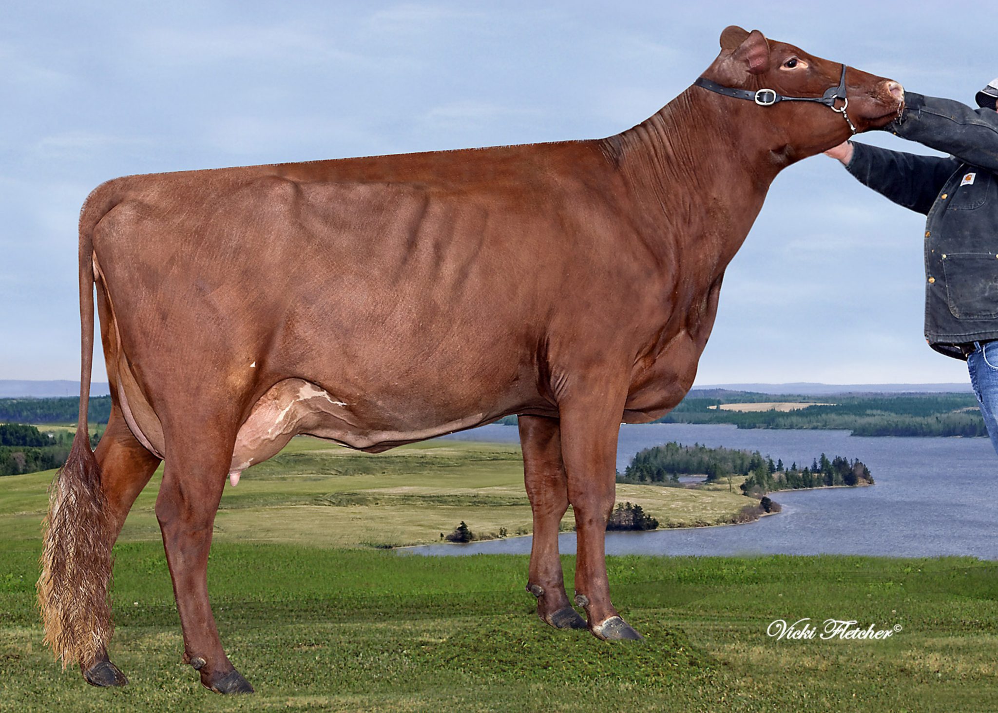 "Apple" named Canadian Milking Shorthorn Cow of the Year - Cowsmo