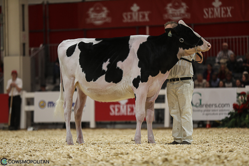Canadian 4-H Dairy Classic Conformation 2017