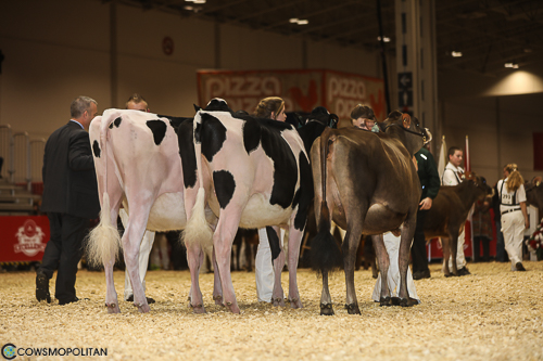 Canadian 4-H Dairy Classic Conformation 2017