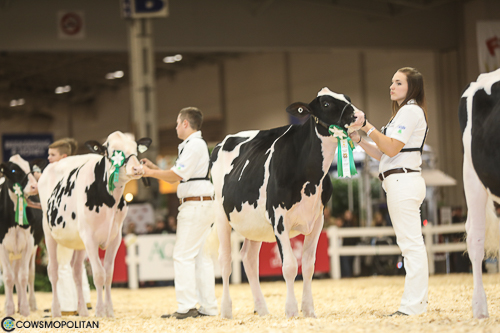 Canadian 4-H Dairy Classic Conformation 2017