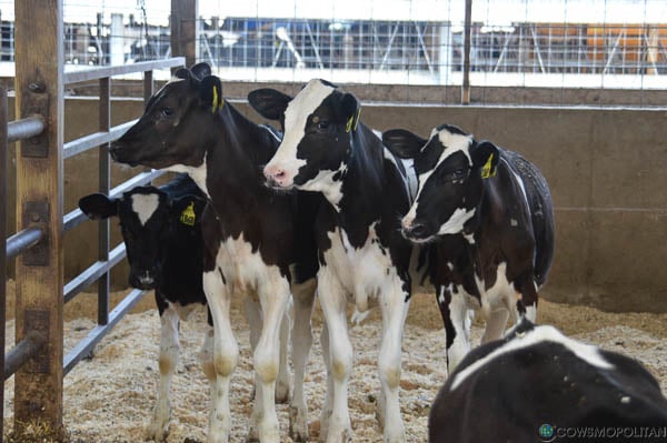 Bosscher Dairy – Milk Quality Specialists – Cowsmo