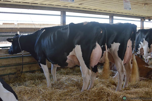 Bosscher Dairy – Milk Quality Specialists – Cowsmo