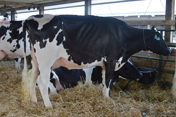 Bosscher Dairy – Milk Quality Specialists – Cowsmo