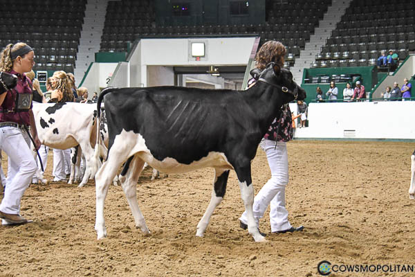 Midwest Fall National Holstein Show 2018