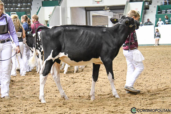 Midwest Fall National Holstein Show 2018