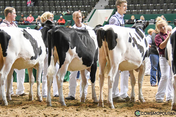Midwest Fall National Holstein Show 2018