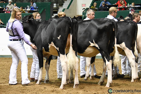 Midwest Fall National Holstein Show 2018