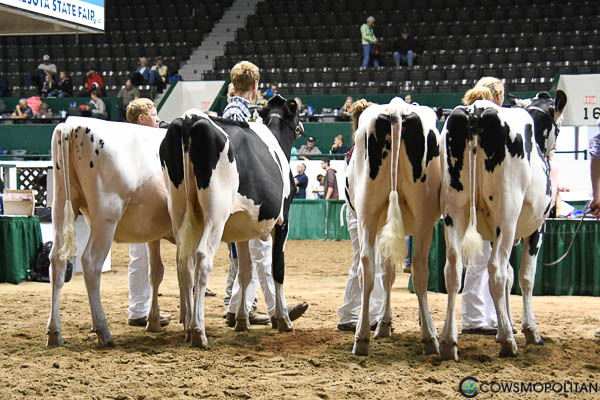 Midwest Fall National Holstein Show 2018