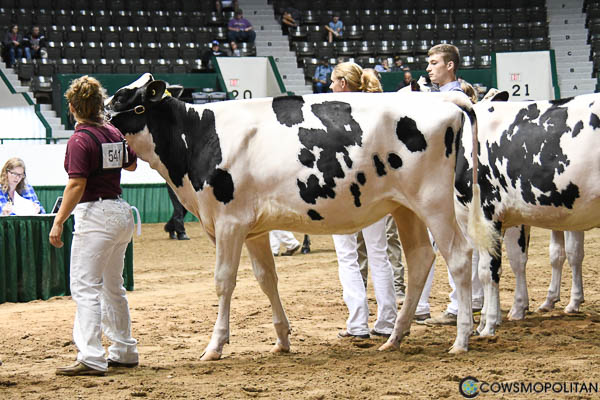 Midwest Fall National Holstein Show 2018