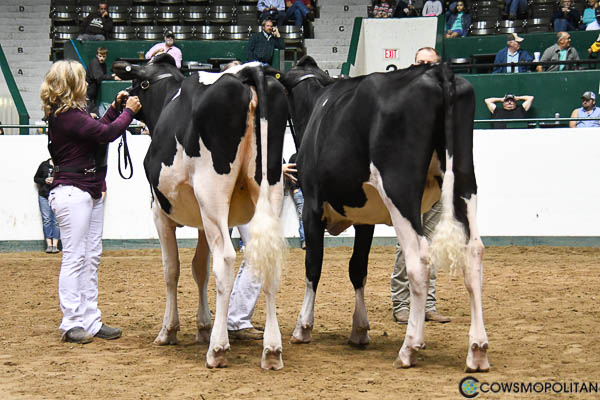 Midwest Fall National Holstein Show 2018