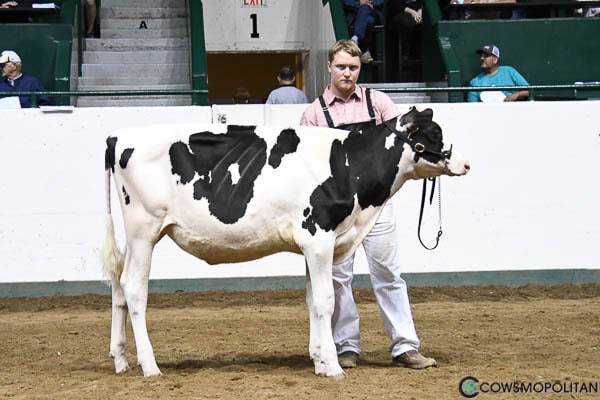 Midwest Fall National Holstein Show 2018