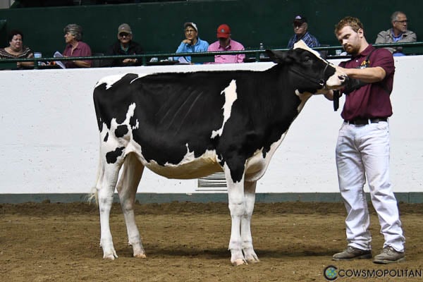 Midwest Fall National Holstein Show 2018