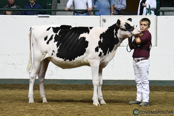 Midwest Fall National Holstein Show 2018