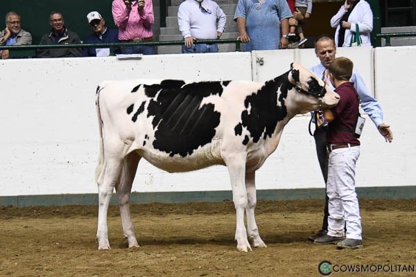 Midwest Fall National Holstein Show 2018