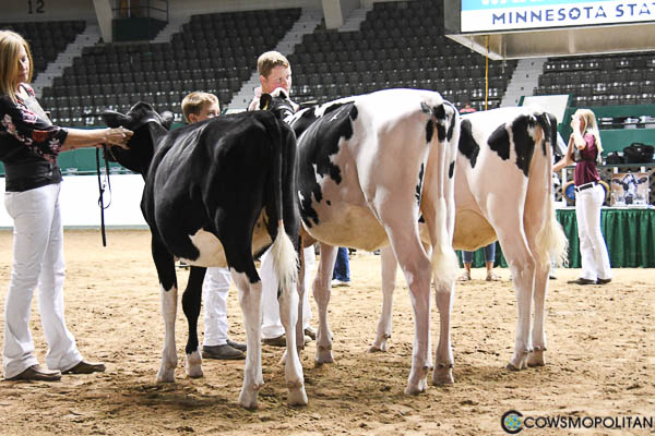 Midwest Fall National Holstein Show 2018