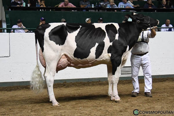 Midwest Fall National Holstein Show 2018