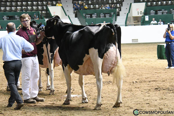 Midwest Fall National Holstein Show 2018