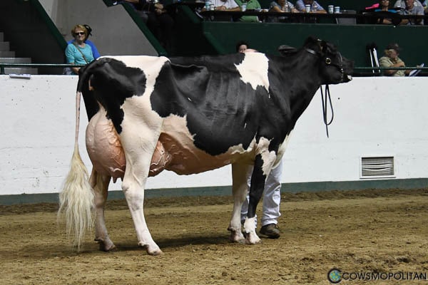 Midwest Fall National Holstein Show 2018