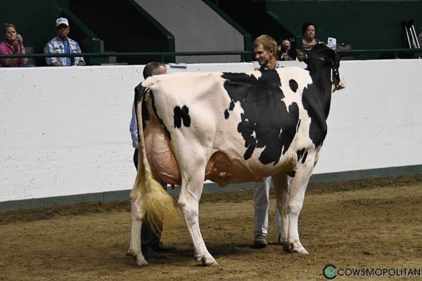 Midwest Fall National Holstein Show 2018