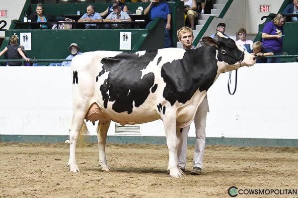 Midwest Fall National Holstein Show 2018