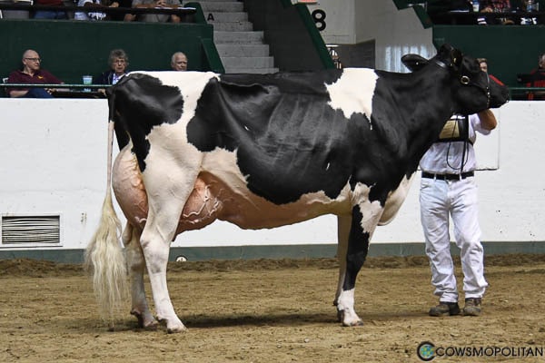 Midwest Fall National Holstein Show 2018