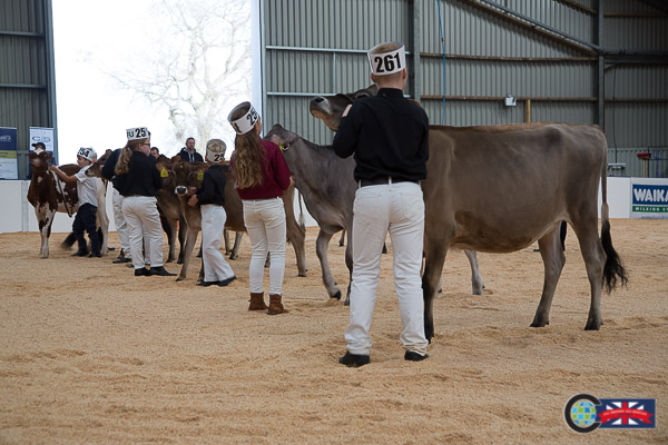 All Breeds All Britain Calf Show Colored Breed Showmanship 2018 - Cowsmo