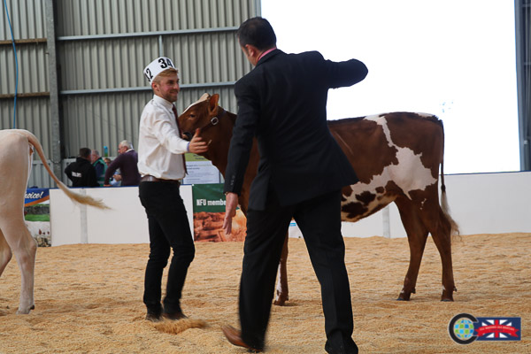 All Breeds All Britain Calf Show Colored Breed Showmanship 2018 - Cowsmo