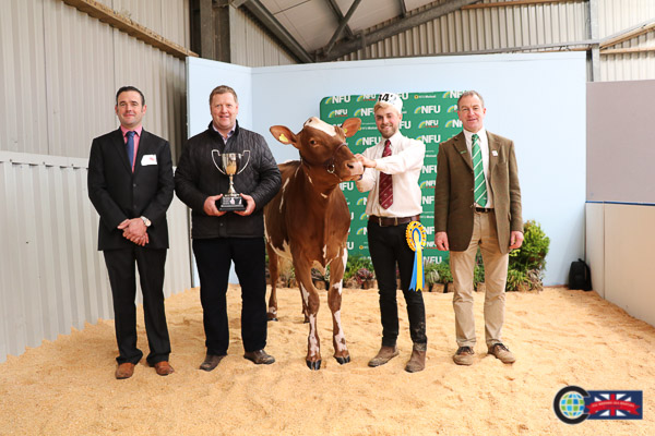 All Breeds All Britain Calf Show Colored Breed Showmanship 2018 - Cowsmo