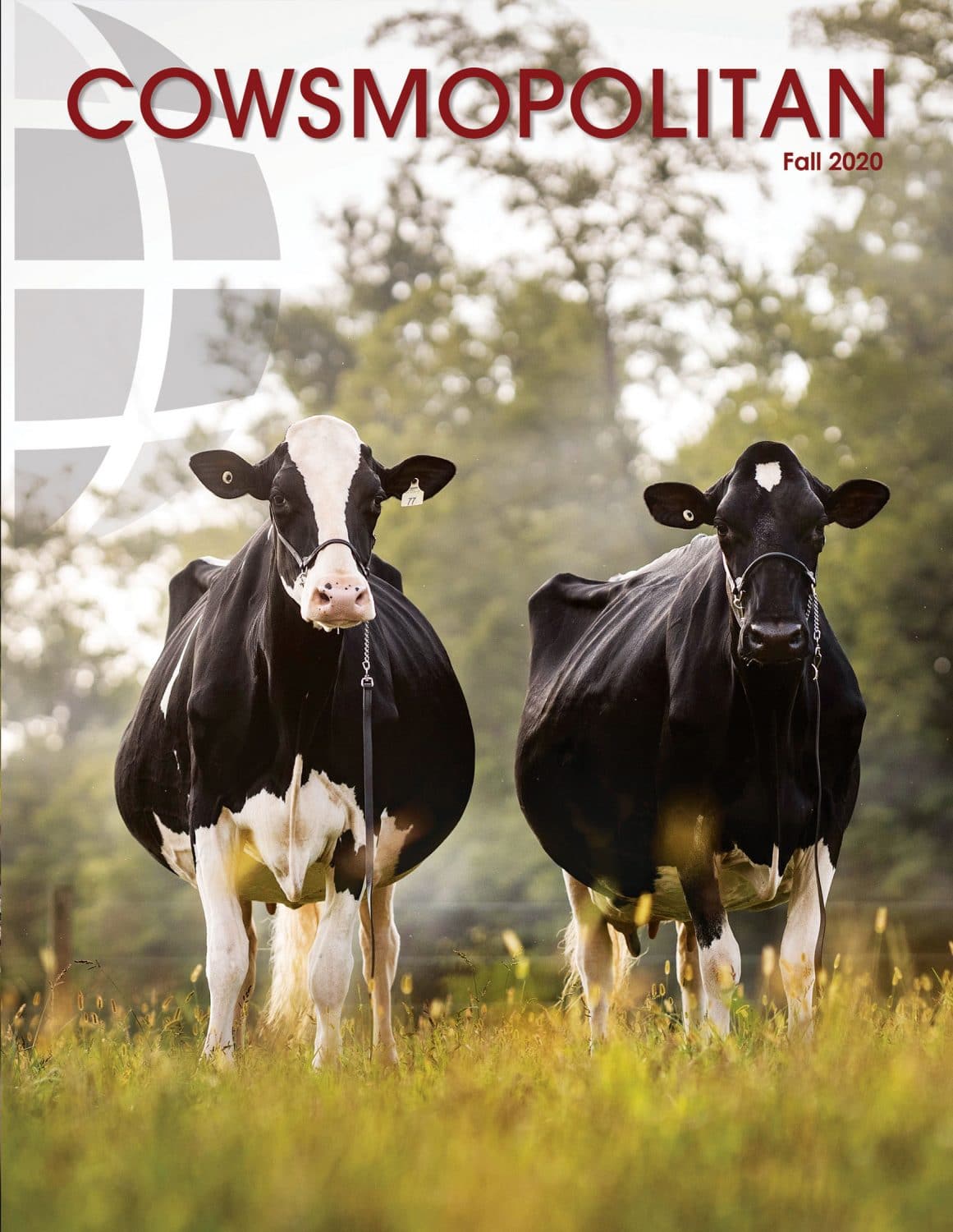 Cowsmopolitan Subscription - Cowsmo