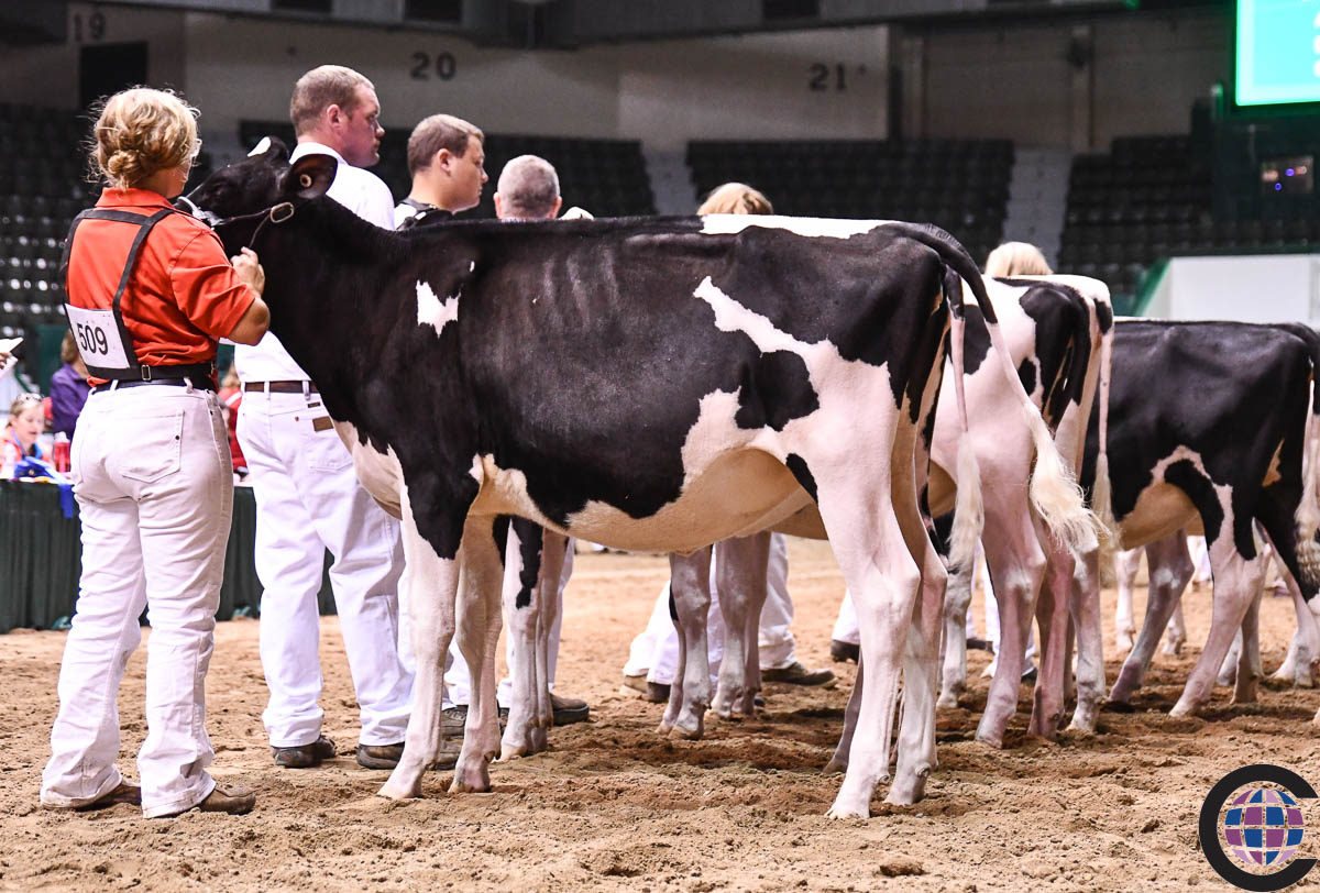 Midwest Fall National Holstein Show 2019