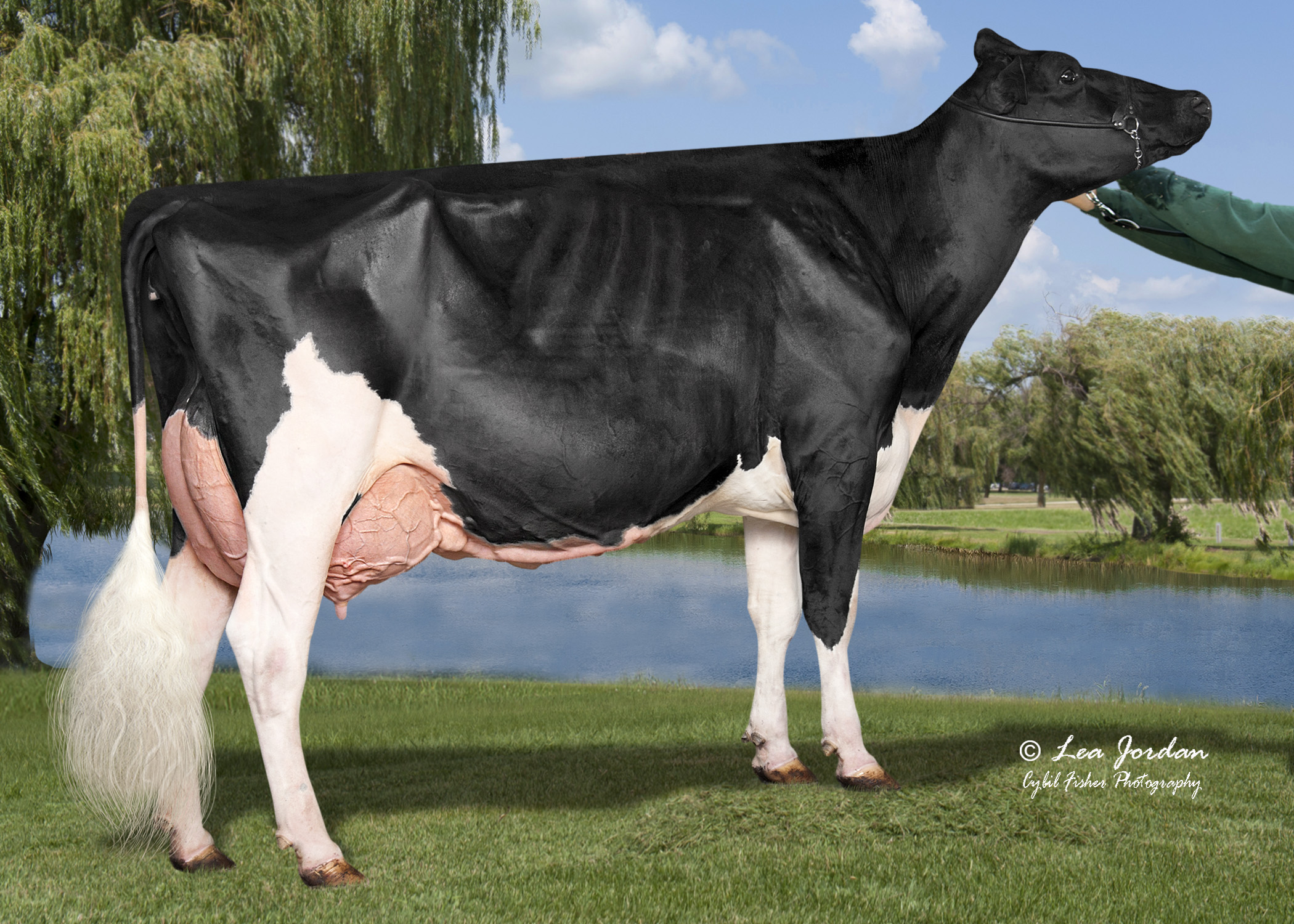 Junior Holstein All-American Winners