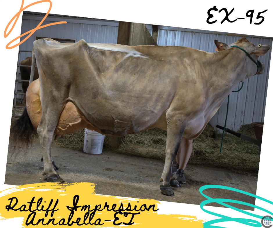 Featured Cows - Cowsmo