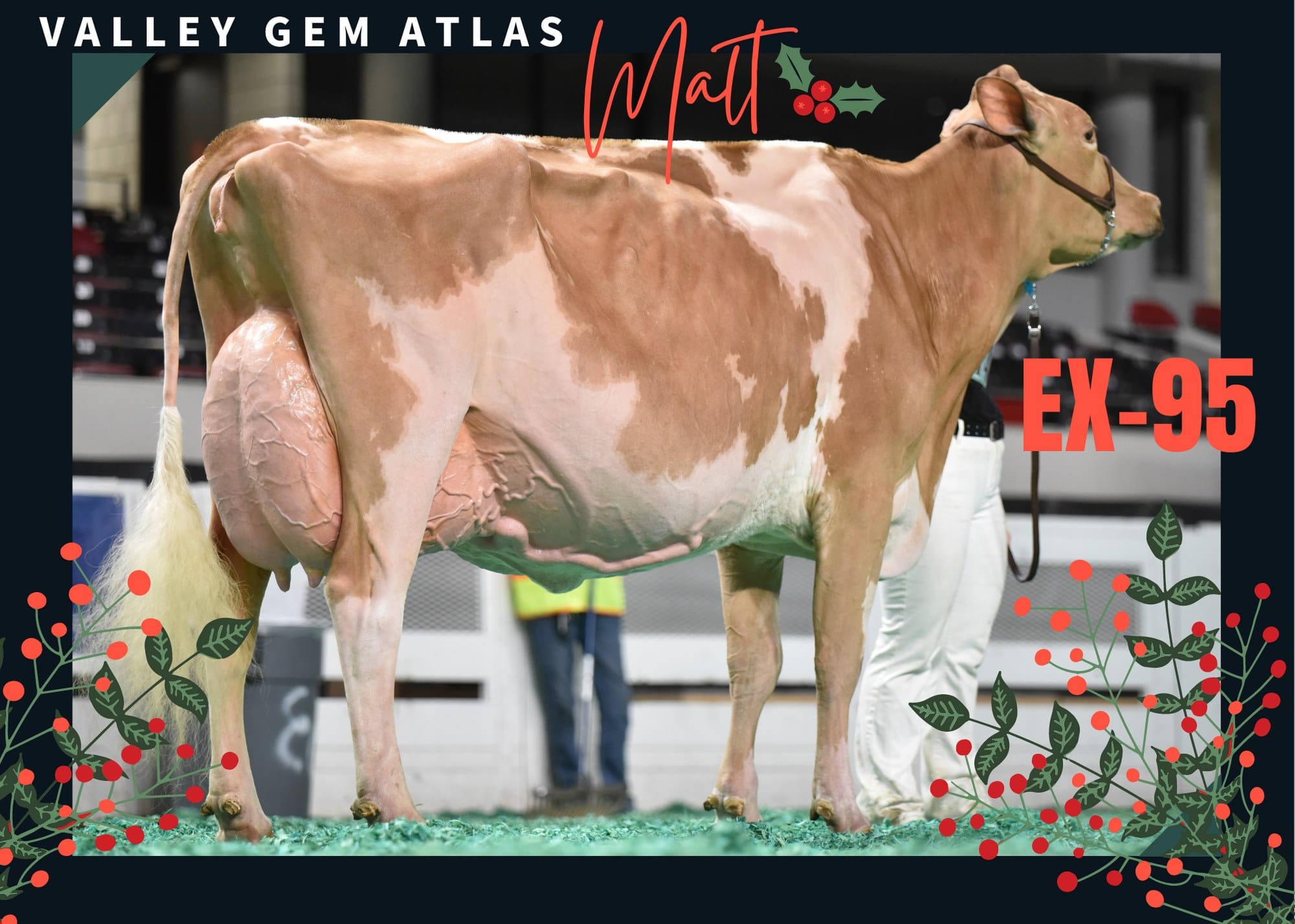 Featured Cows - Cowsmo