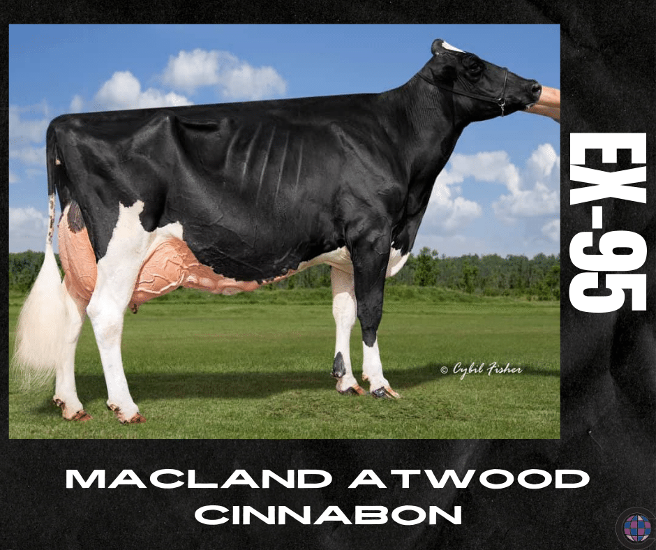 Featured Cows - Cowsmo